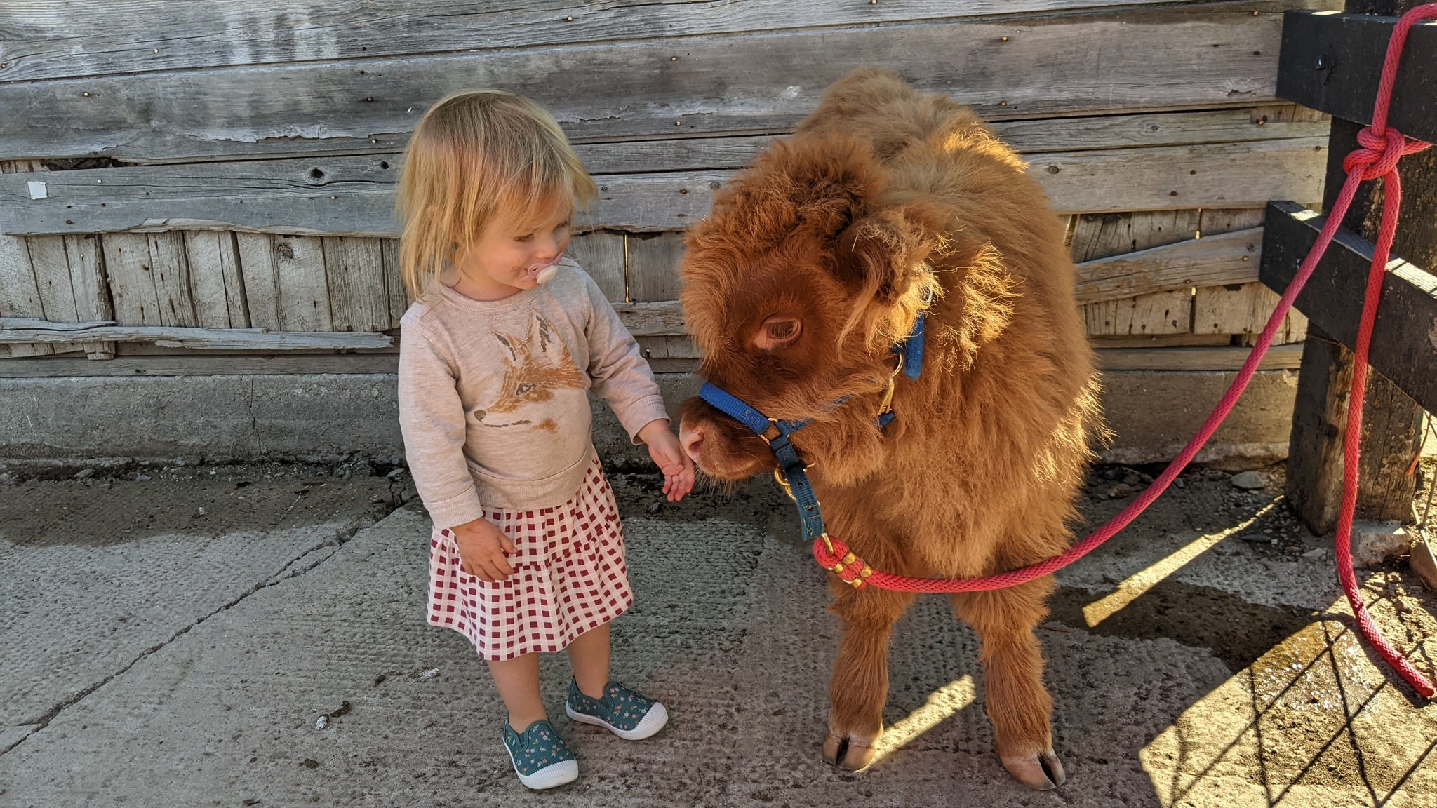 Highland Cow Experience Tour – Sunnyfield Farm